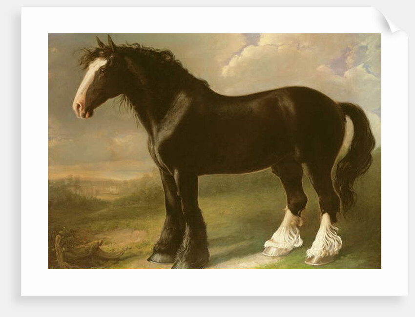 Old English Black Horse posters & prints by William Shiels