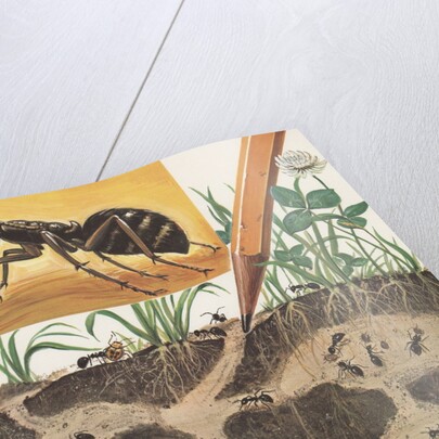 Ant colony posters & prints by Corbis