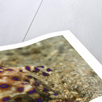 Blue-Ringed Octopus posters & prints by Corbis