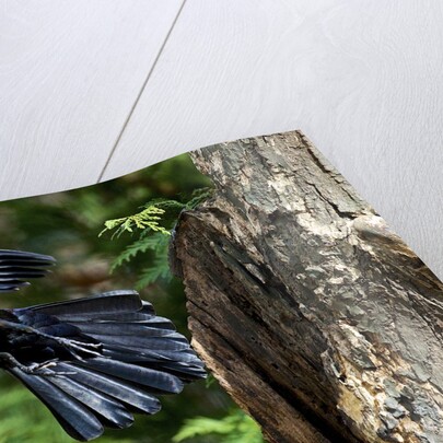 Common Grackle flying, McLeansville, North Carolina, USA posters ...