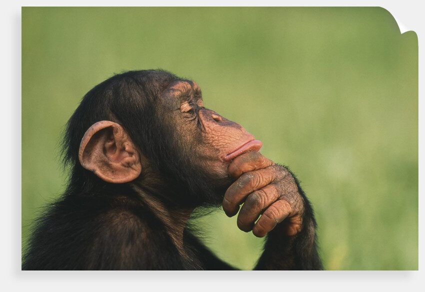 Chimpanzee Resting Chin in Hand posters & prints by Corbis