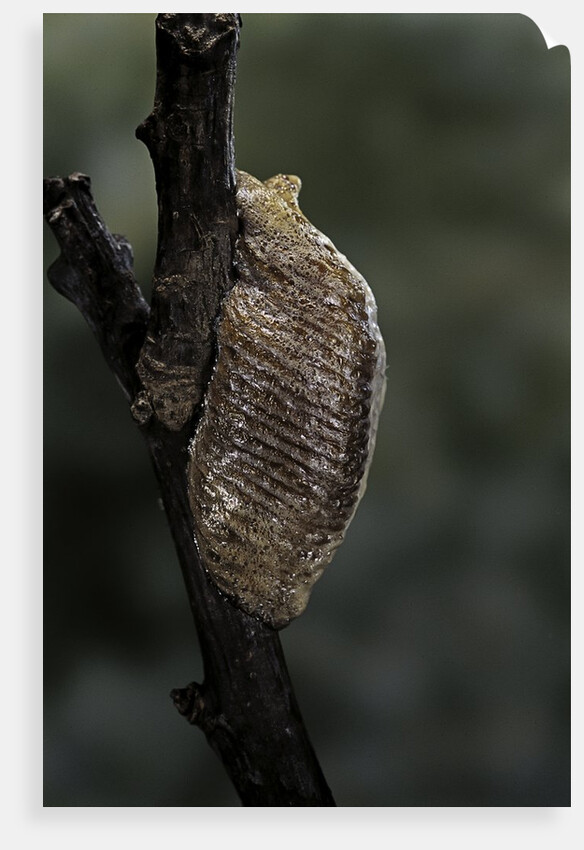 Mantis religiosa (praying mantis) - ootheca posters & prints by Corbis