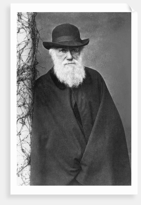 Charles Darwin posters & prints by Anonymous