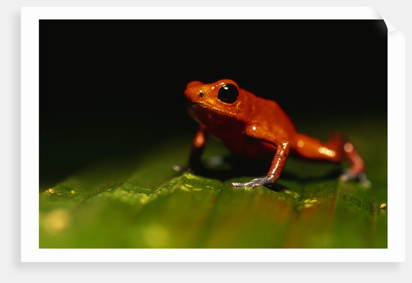 Strawberry Poison Arrow Frog posters & prints by Corbis