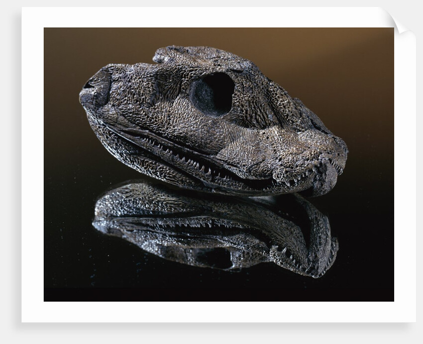 Fossil Skull of Ancient Amphibian posters & prints by Corbis