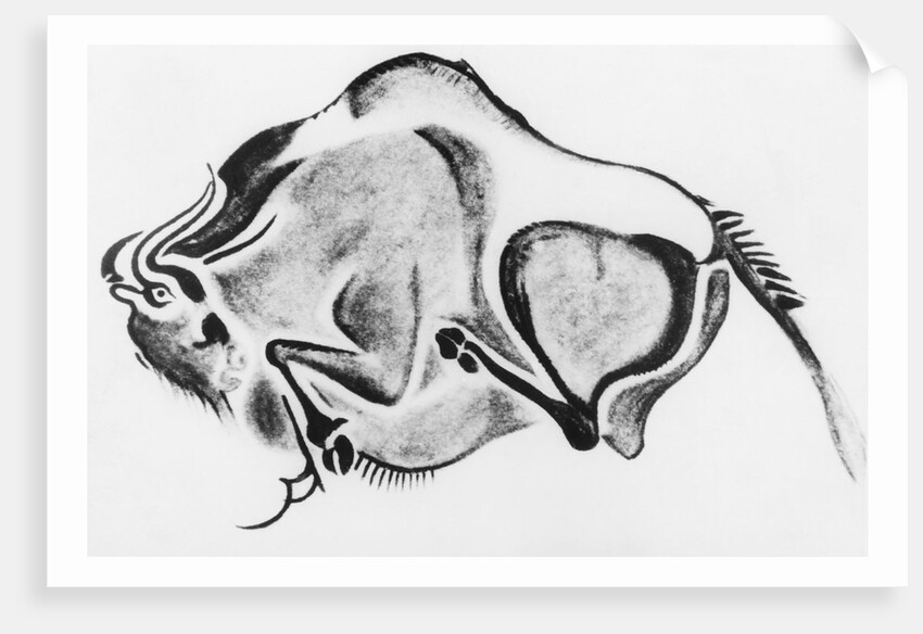 Prehistoric Drawing of a Bison posters & prints by Corbis