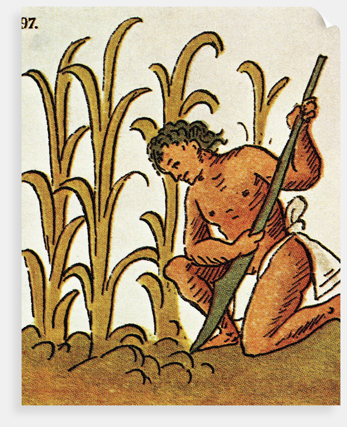 Illustration of an Aztec Man Cultivating Crops from the Florentine ...