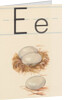 E is for egg posters & prints by Corbis