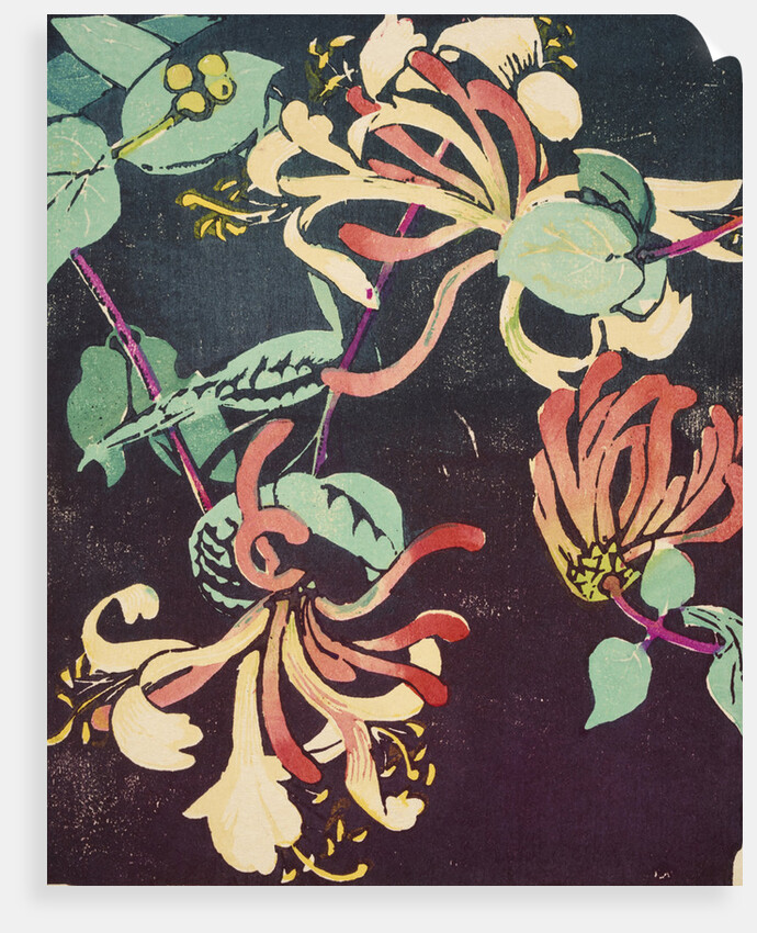 Honeysuckle posters & prints by Mabel Royds