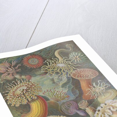 'Actiniae' [sea anemones] posters & prints by Adolf Giltsch