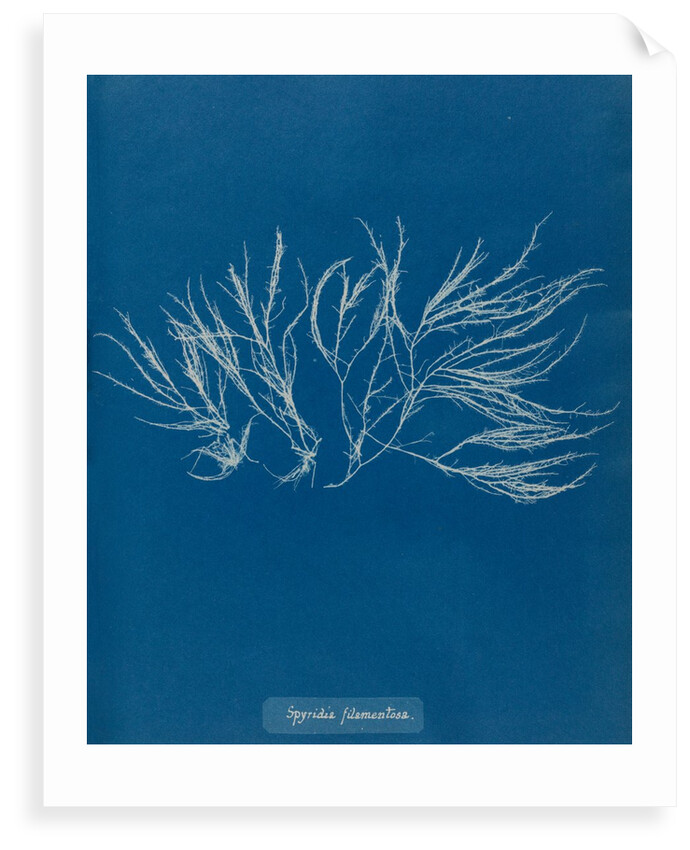 Spyridia filamentosa posters & prints by Anna Atkins