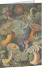 'Actiniae' [sea anemones] posters & prints by Adolf Giltsch